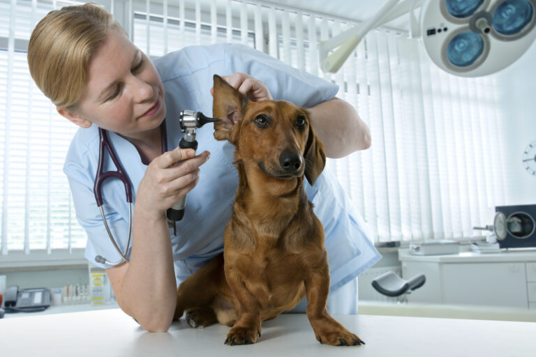 Veterinary Clinical Trials - veterinary clinical studies